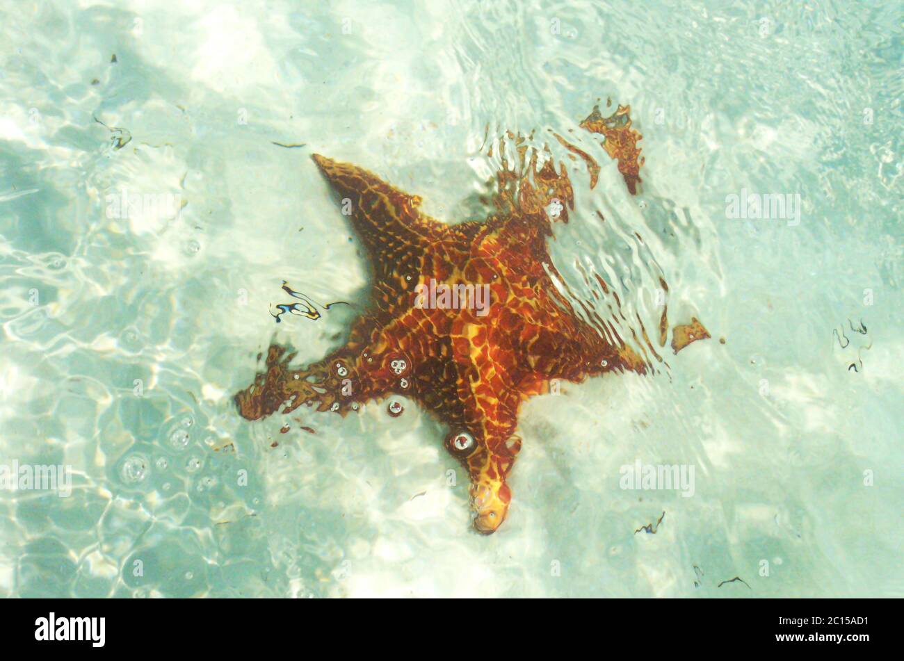 Starfish of caribbean sea Stock Photo - Alamy