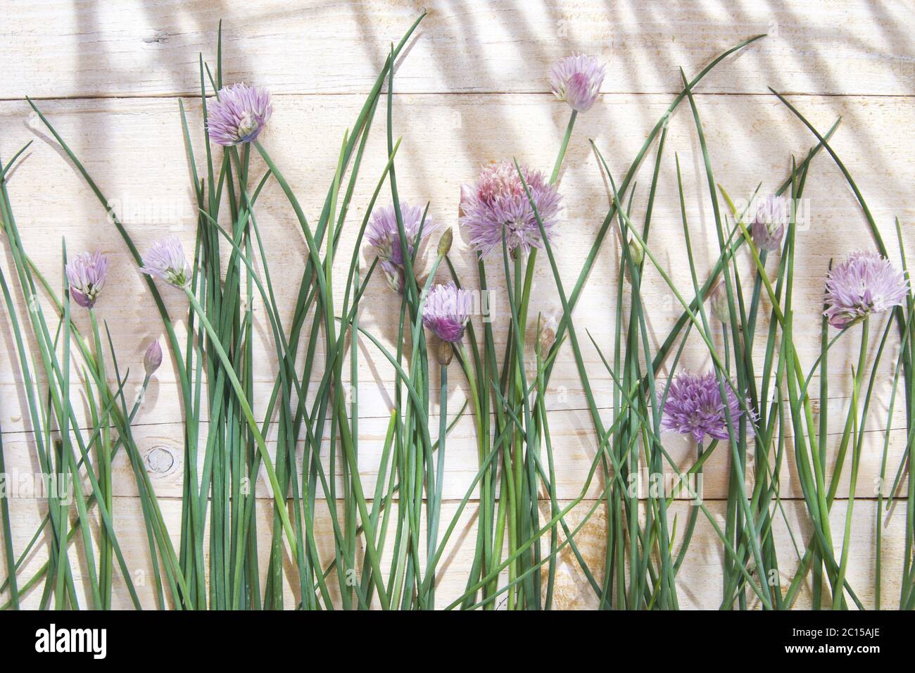 Chives in bloom Stock Photo - Alamy