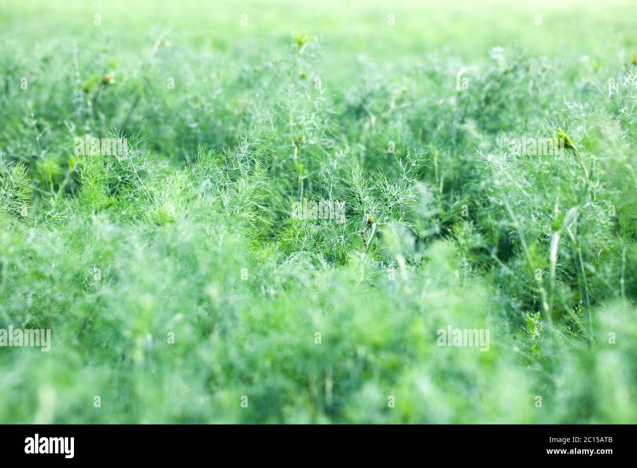Dill field, agriculture in Poland, green background. Tasty ingredient ...