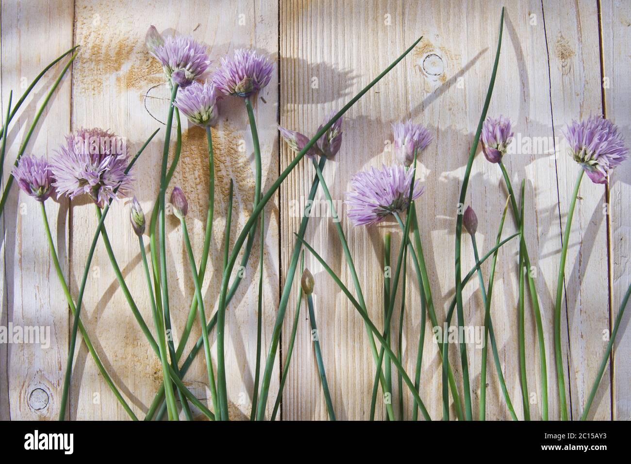 Chives in bloom Stock Photo - Alamy