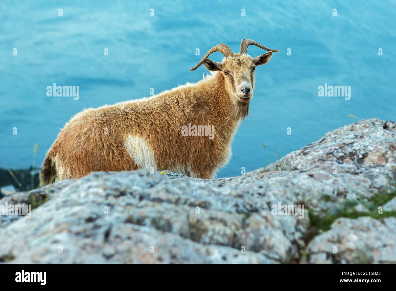 Female mountain goat on the top of mountain Ilyas Kaya in Crimea Stock ...