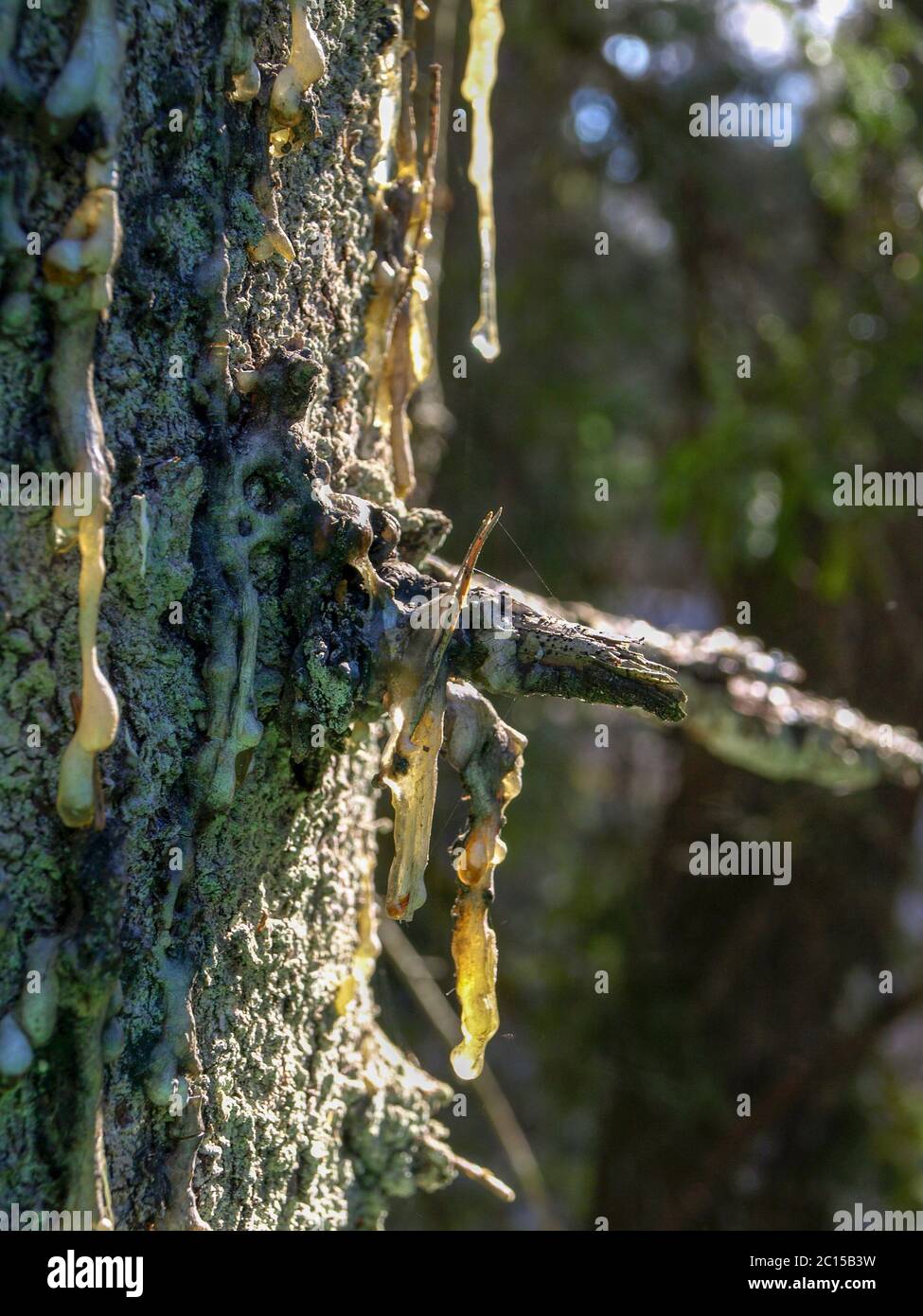 a drop of resin on a dried tree of gray color, resin flows from a ...