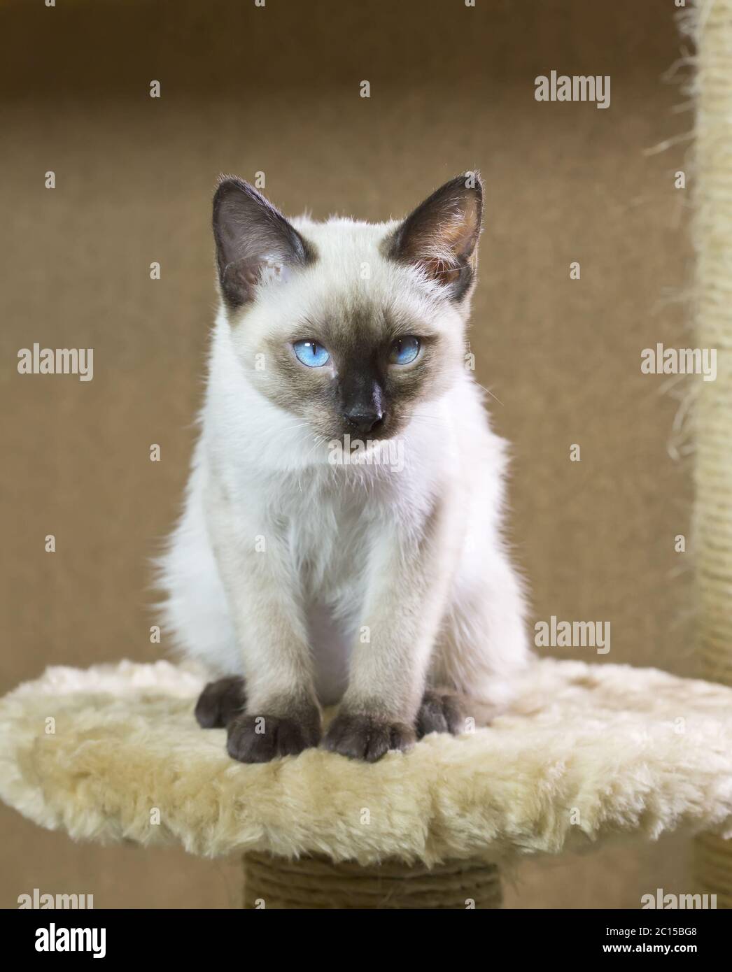 Cream point siamese cat High Resolution Stock Photography and Images ...