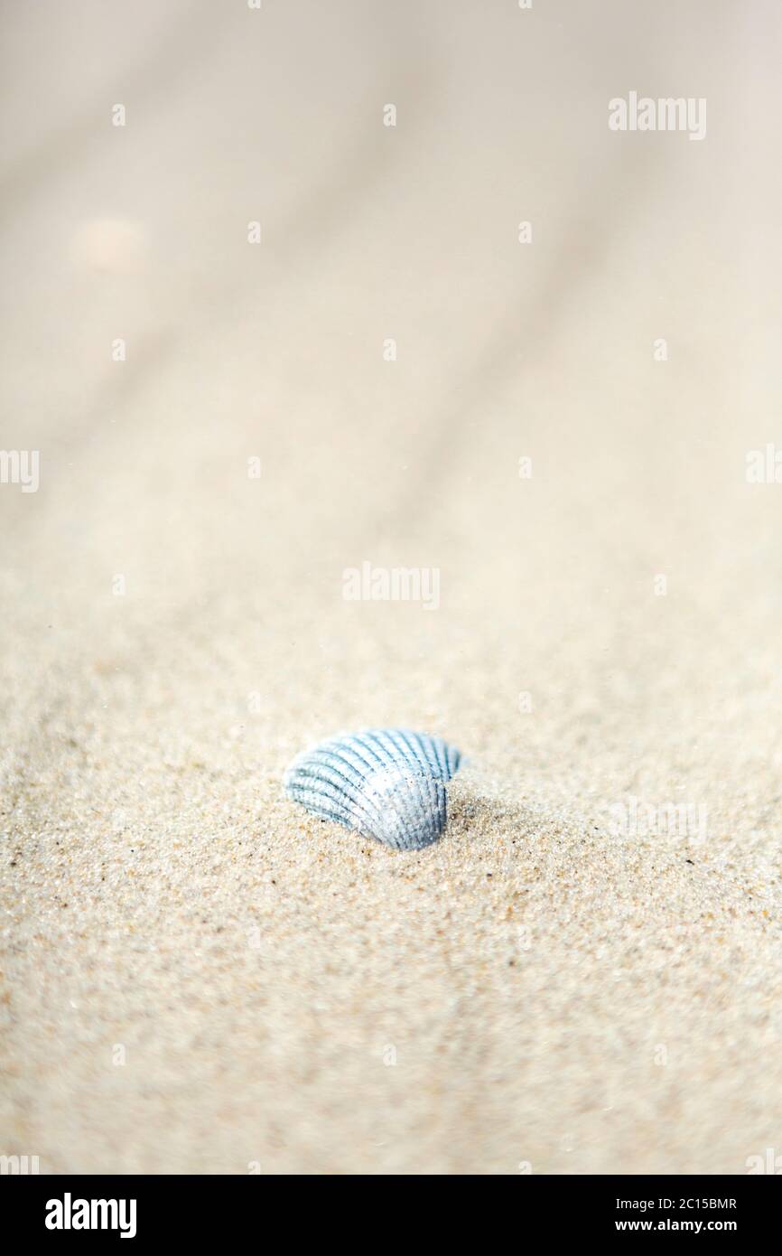 Old dried white calcified bivalve seashell half buried in beach ...