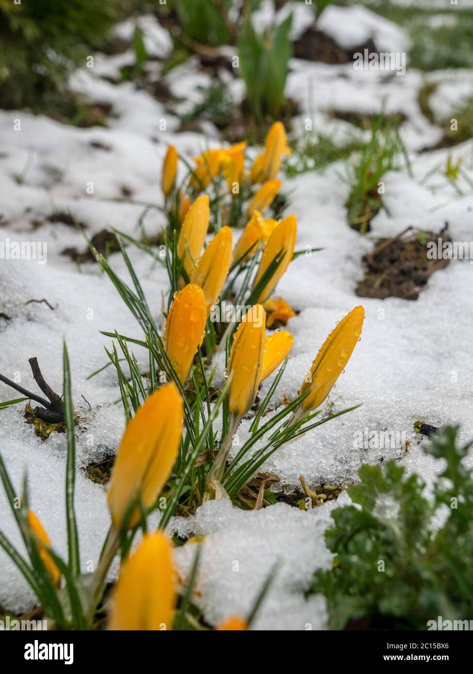 picture with the first spring flowers in the snow, the first spring ...