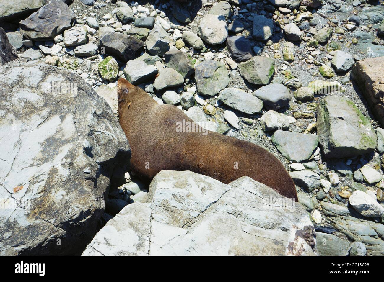 rock beach with wildlife Stock Photo - Alamy