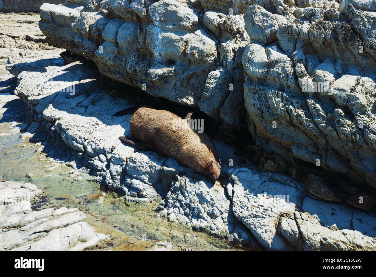 rock beach with wildlife Stock Photo - Alamy