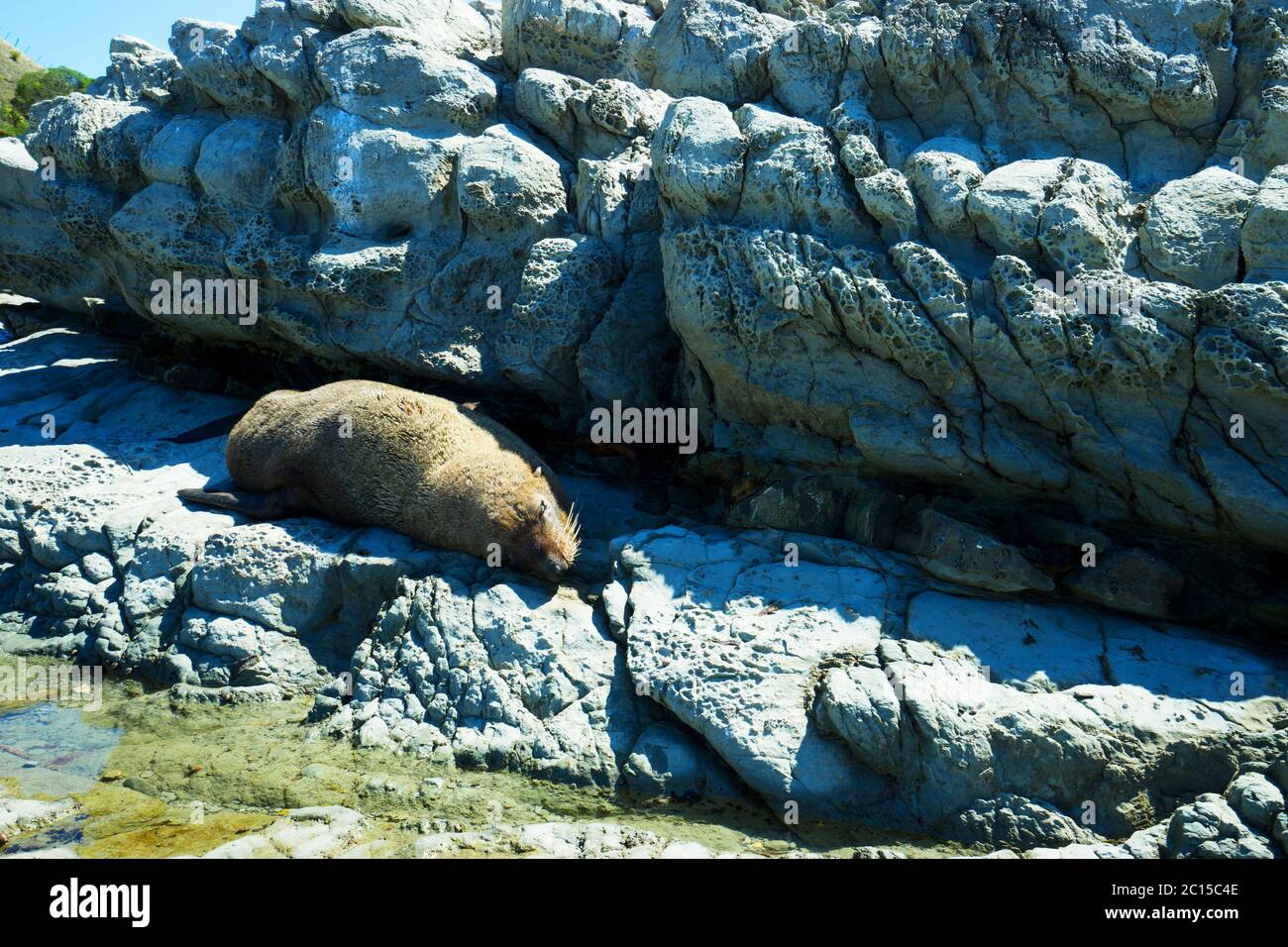 rock beach with wildlife Stock Photo - Alamy