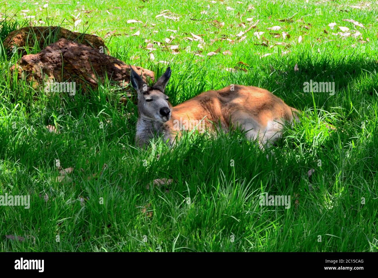Lazy kangaroo lying down in the grass Stock Photo - Alamy