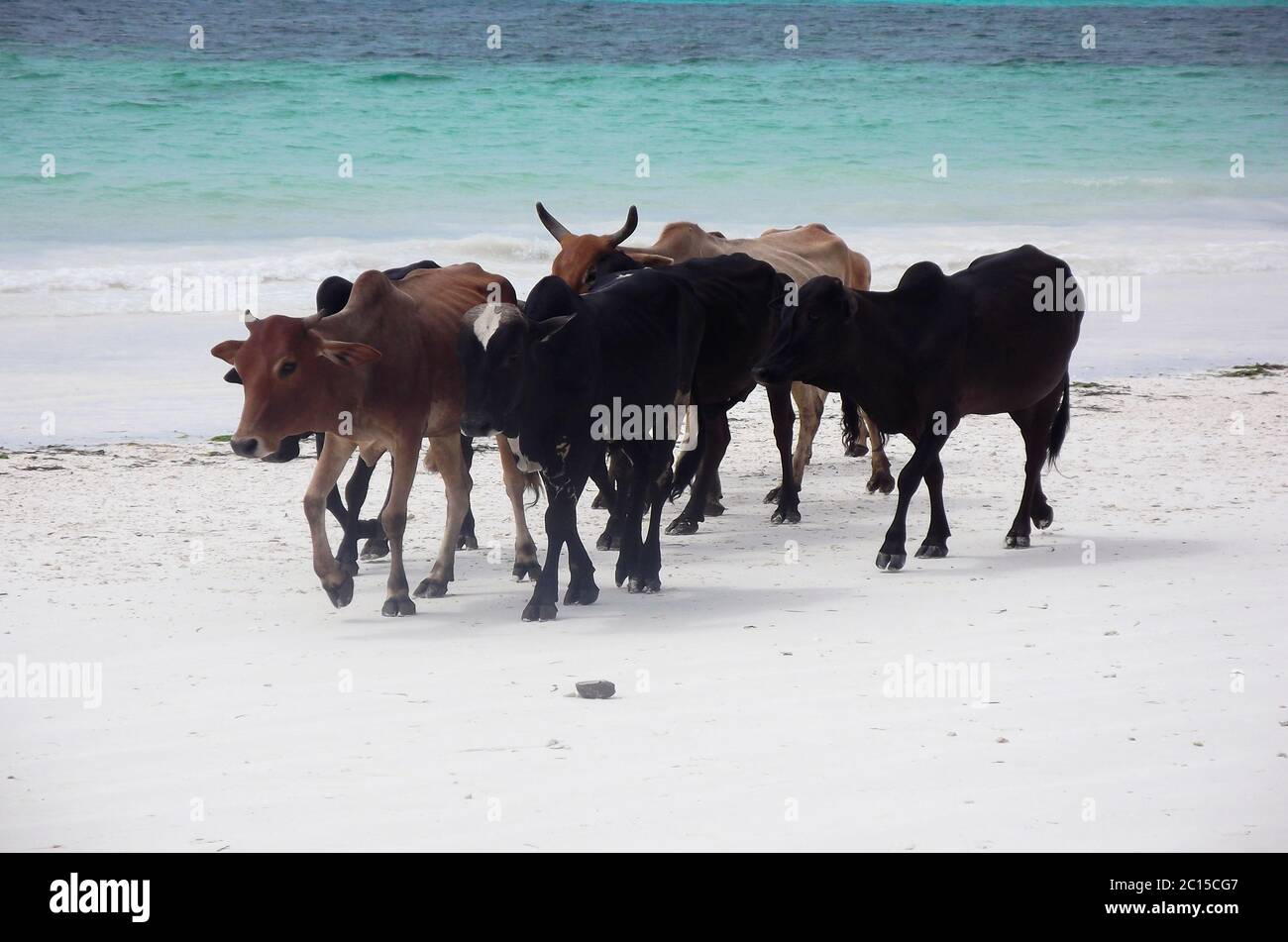 Cows on tropical beach Stock Photo - Alamy