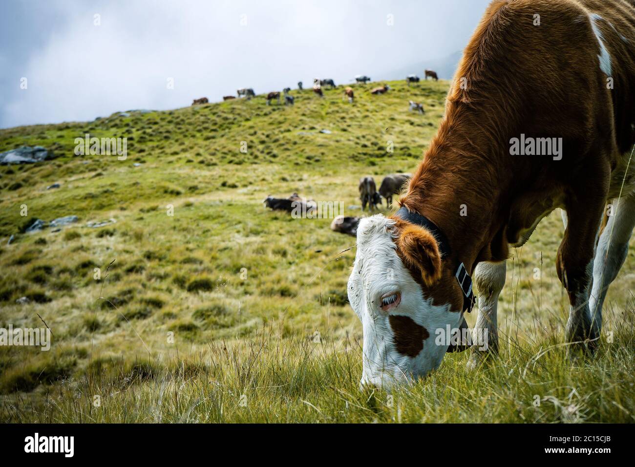 Brown swiss cow autumn hi-res stock photography and images - Alamy