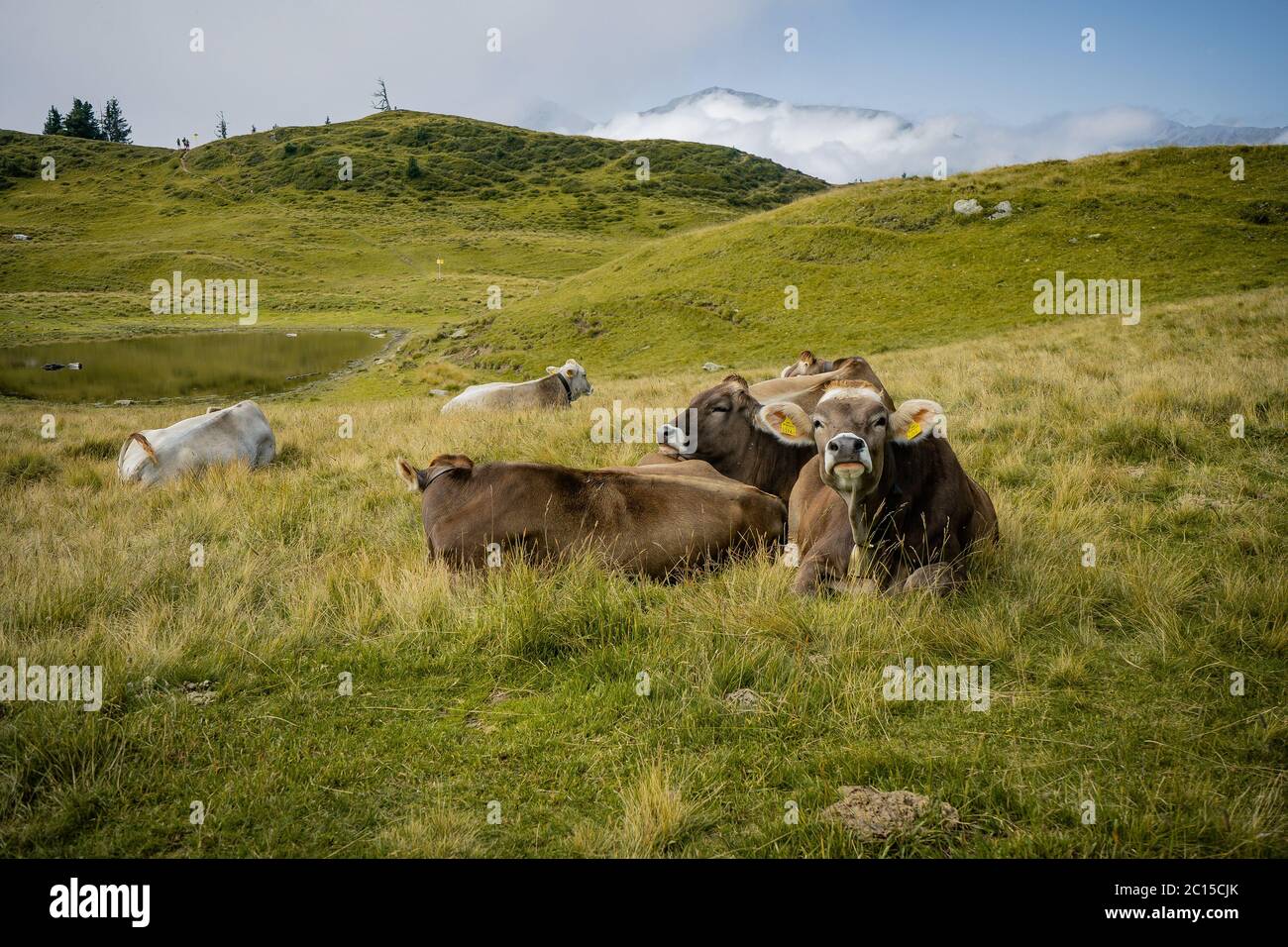 Brown swiss cow autumn hi-res stock photography and images - Alamy