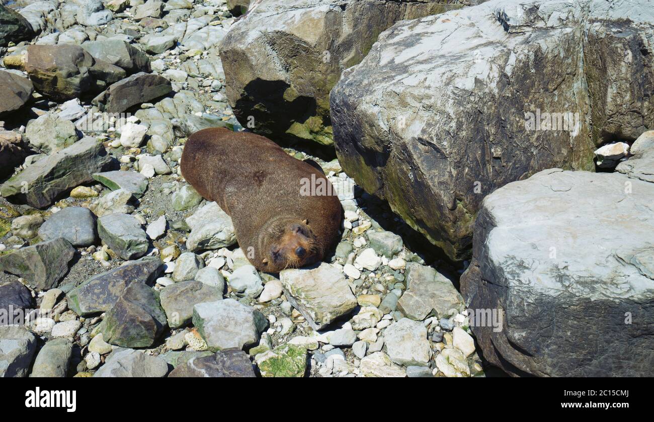 rock beach with wildlife Stock Photo - Alamy