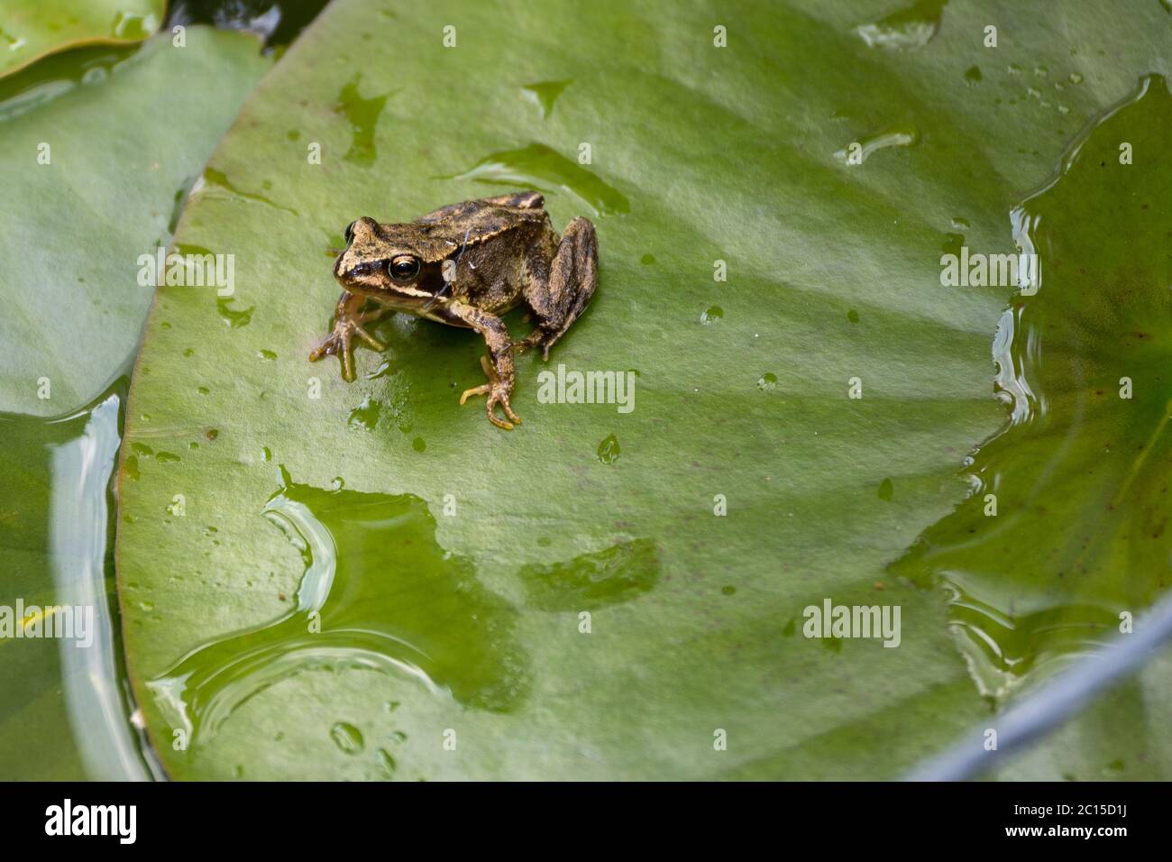 Frog On Lily Pad High Resolution Stock Photography and Images - Alamy