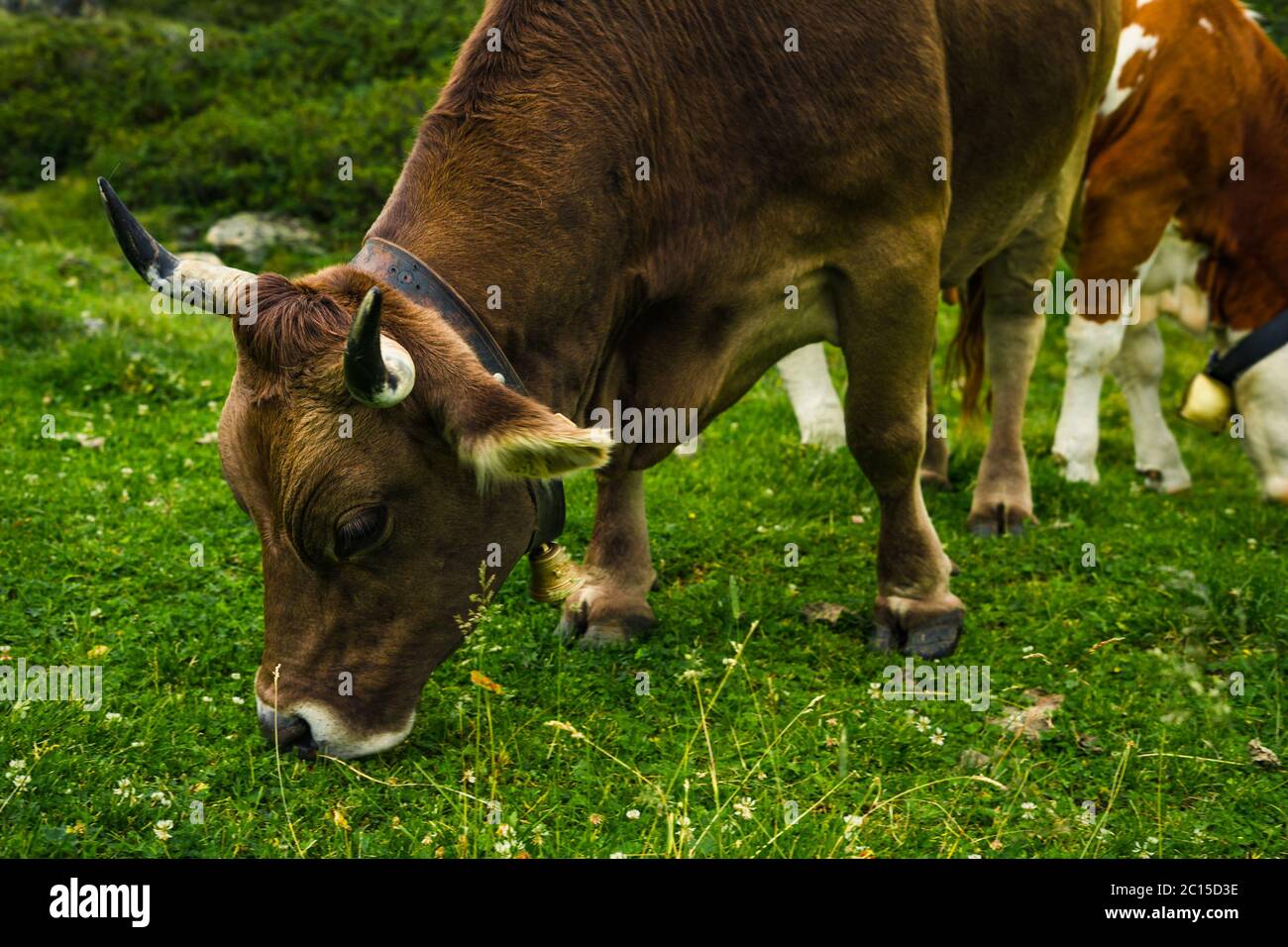 Brown swiss cow autumn hi-res stock photography and images - Alamy