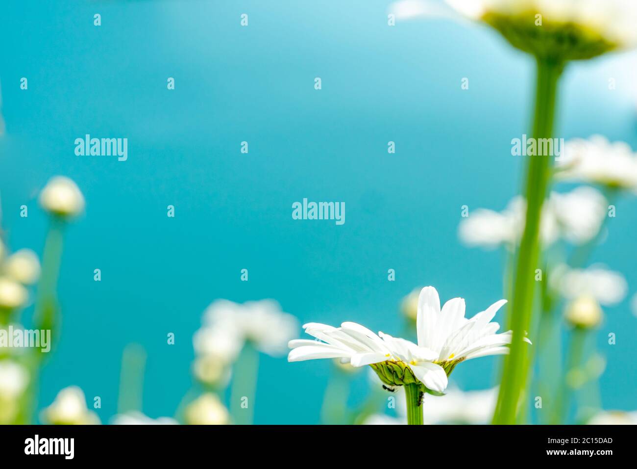 Beautiful chamomile flowers in meadow. summer nature background with ...