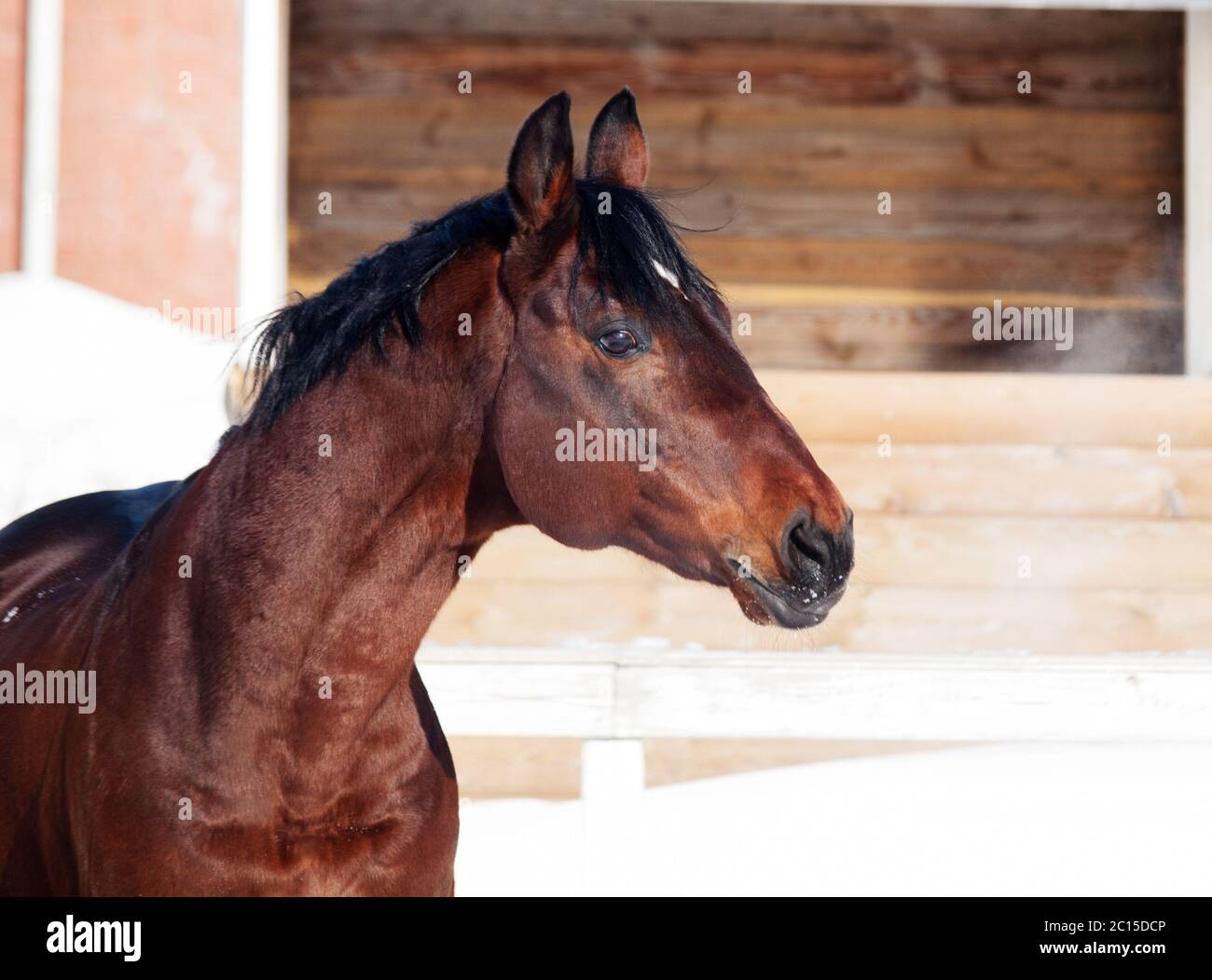 Beautiful bay horse hi-res stock photography and images - Alamy