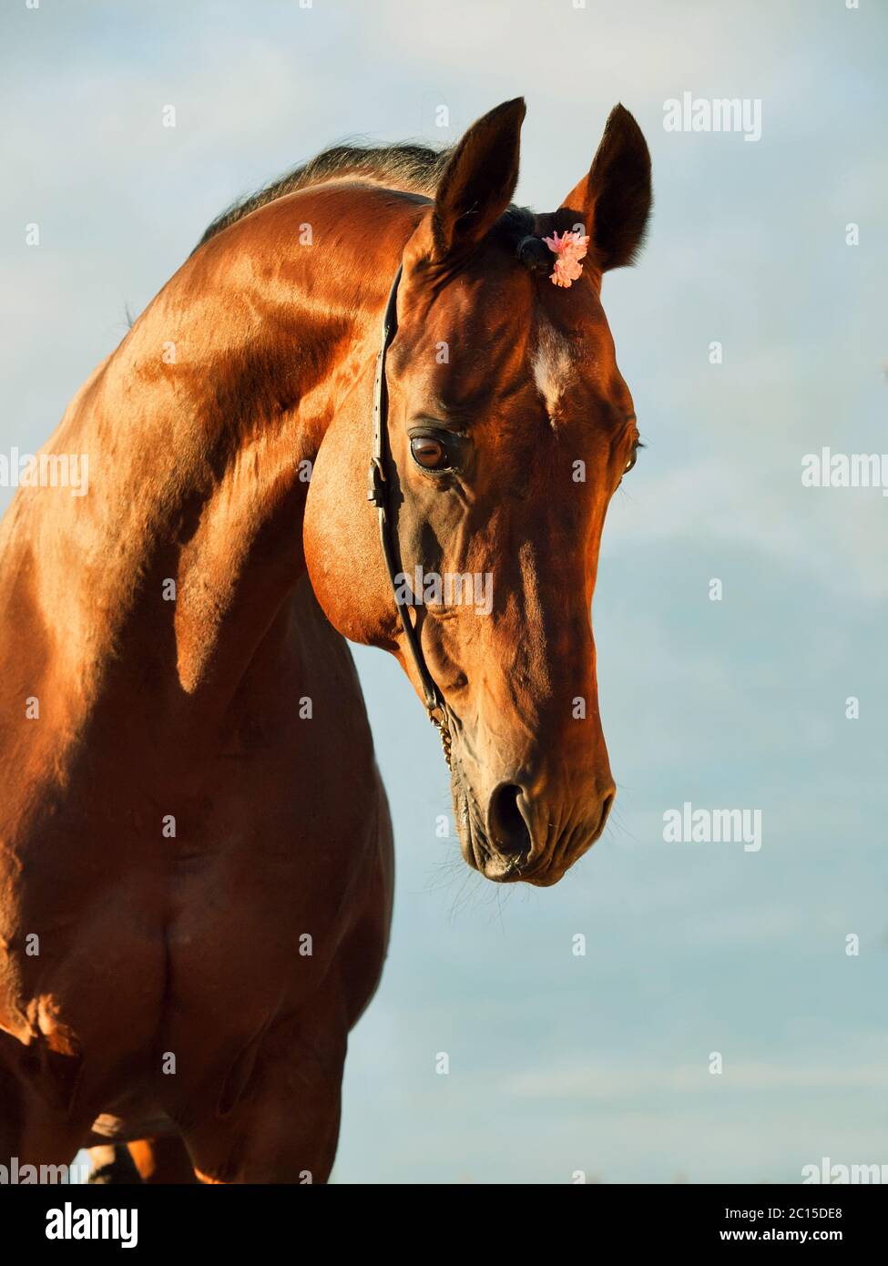 Beautiful wild stallion hi-res stock photography and images - Alamy