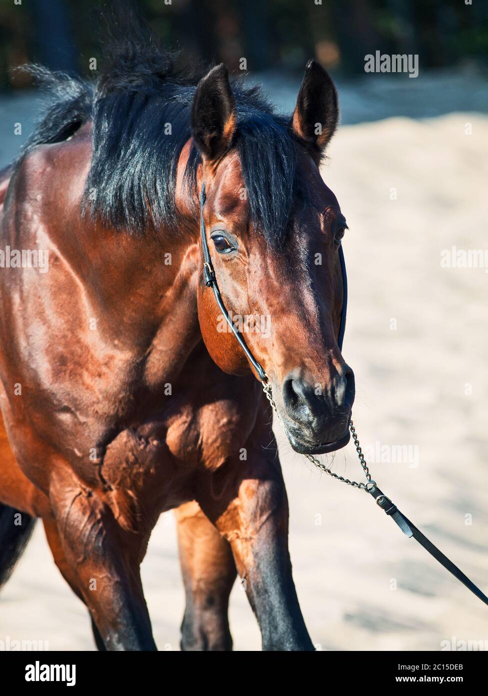 portrait of Beautiful bay stallion in the desert Stock Photo - Alamy