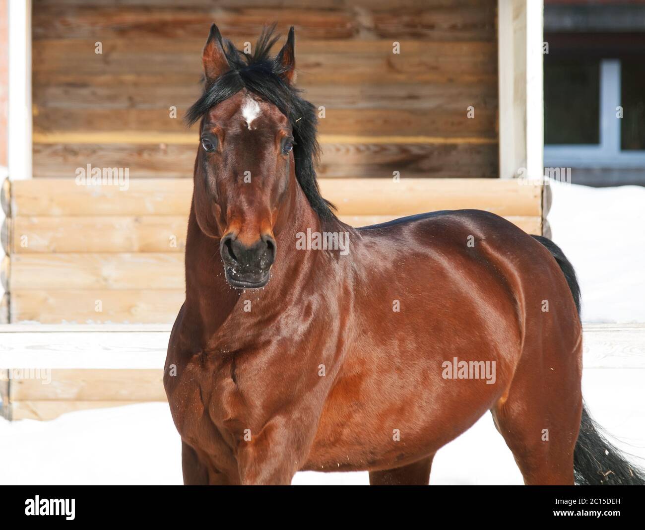galloping beautiful bay horse. winter Stock Photo - Alamy