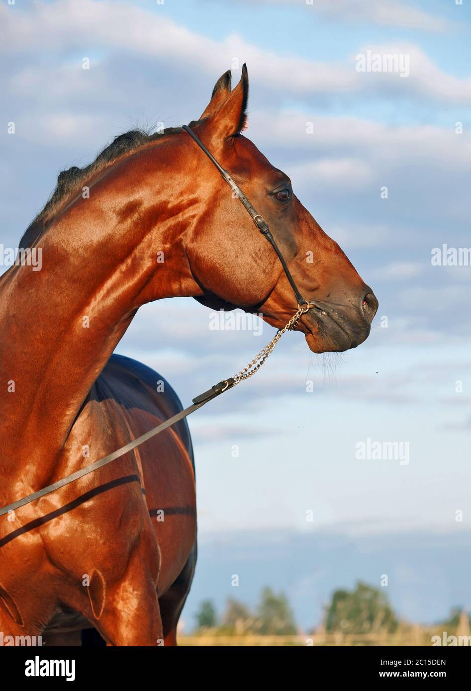portrait of wonderful bay sportive stallion in the meadow Stock Photo ...