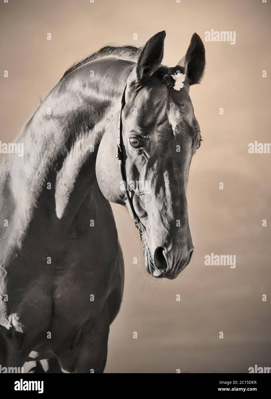 Beautiful wild stallion hi-res stock photography and images - Alamy