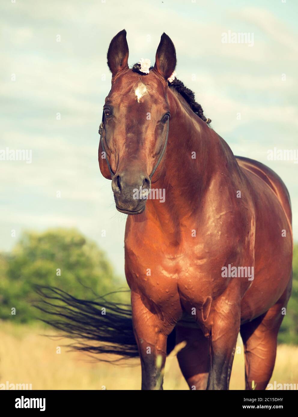 Beautiful trakehner stallion in hi-res stock photography and images - Alamy