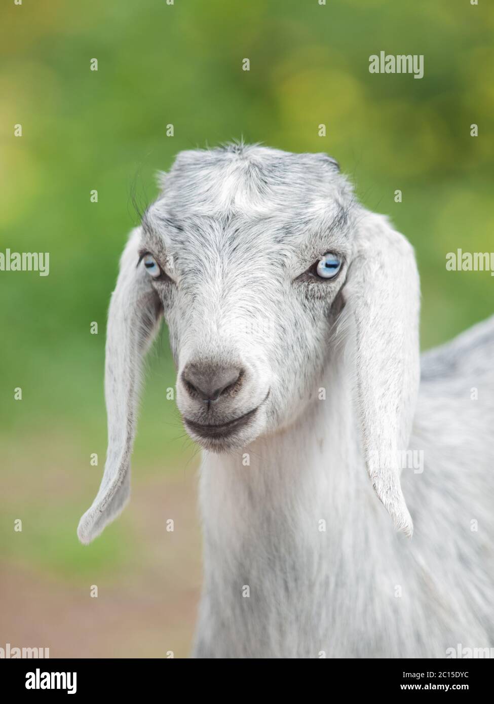 Little gray goat hi-res stock photography and images - Alamy