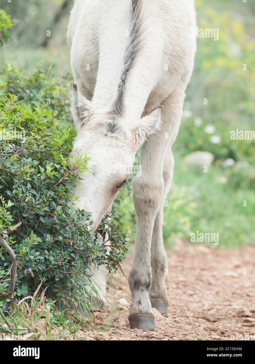 Portrait grazing half wild hi-res stock photography and images - Alamy