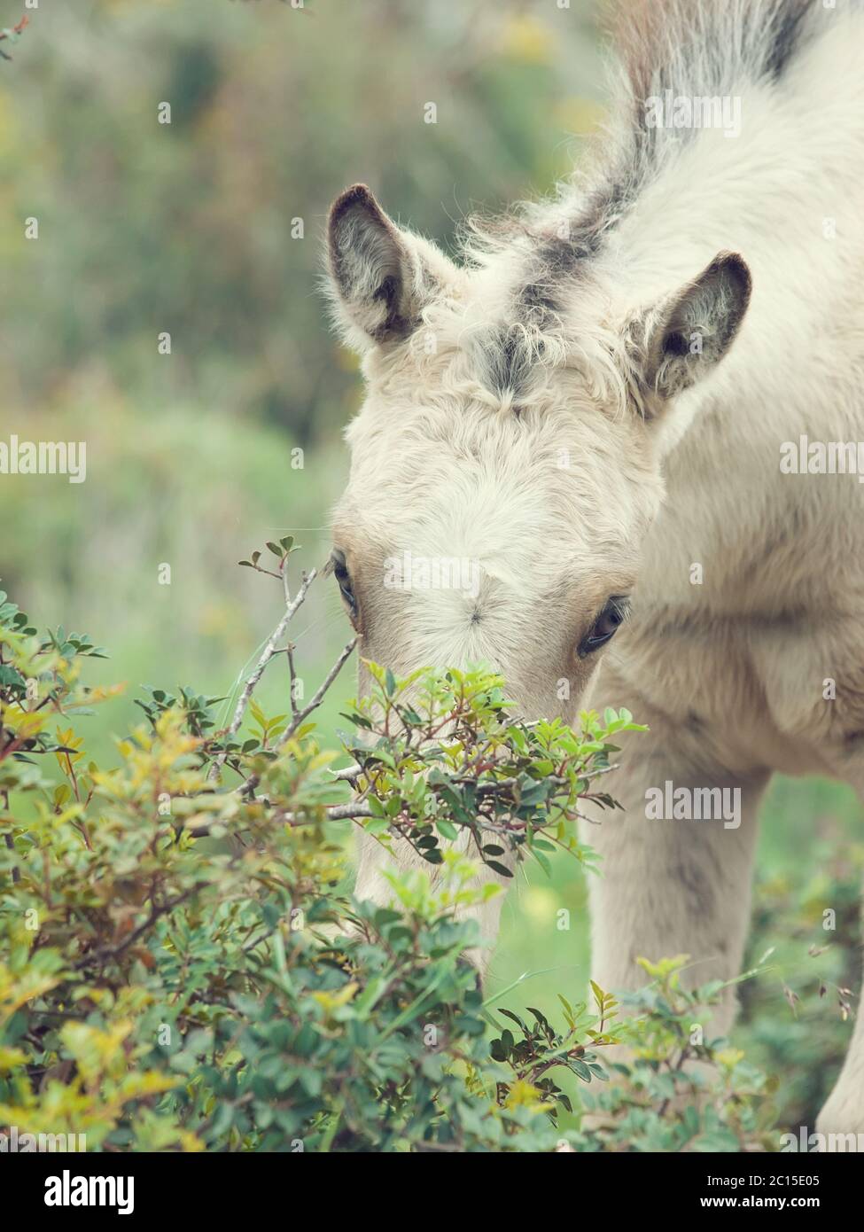 portrait of half-wild cream foal. Israel Stock Photo - Alamy
