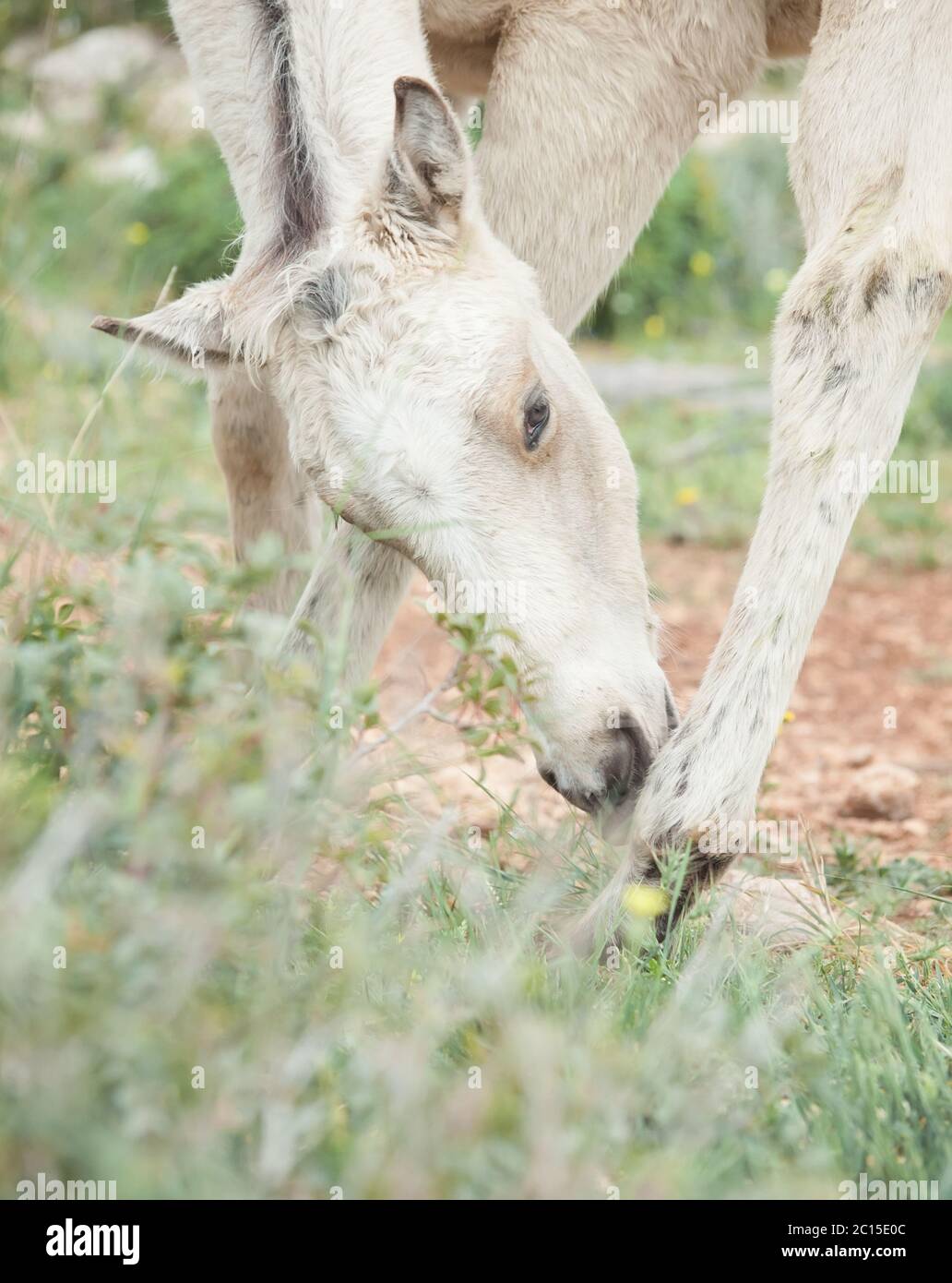 grooming half-wild cream foal. Israel Stock Photo - Alamy