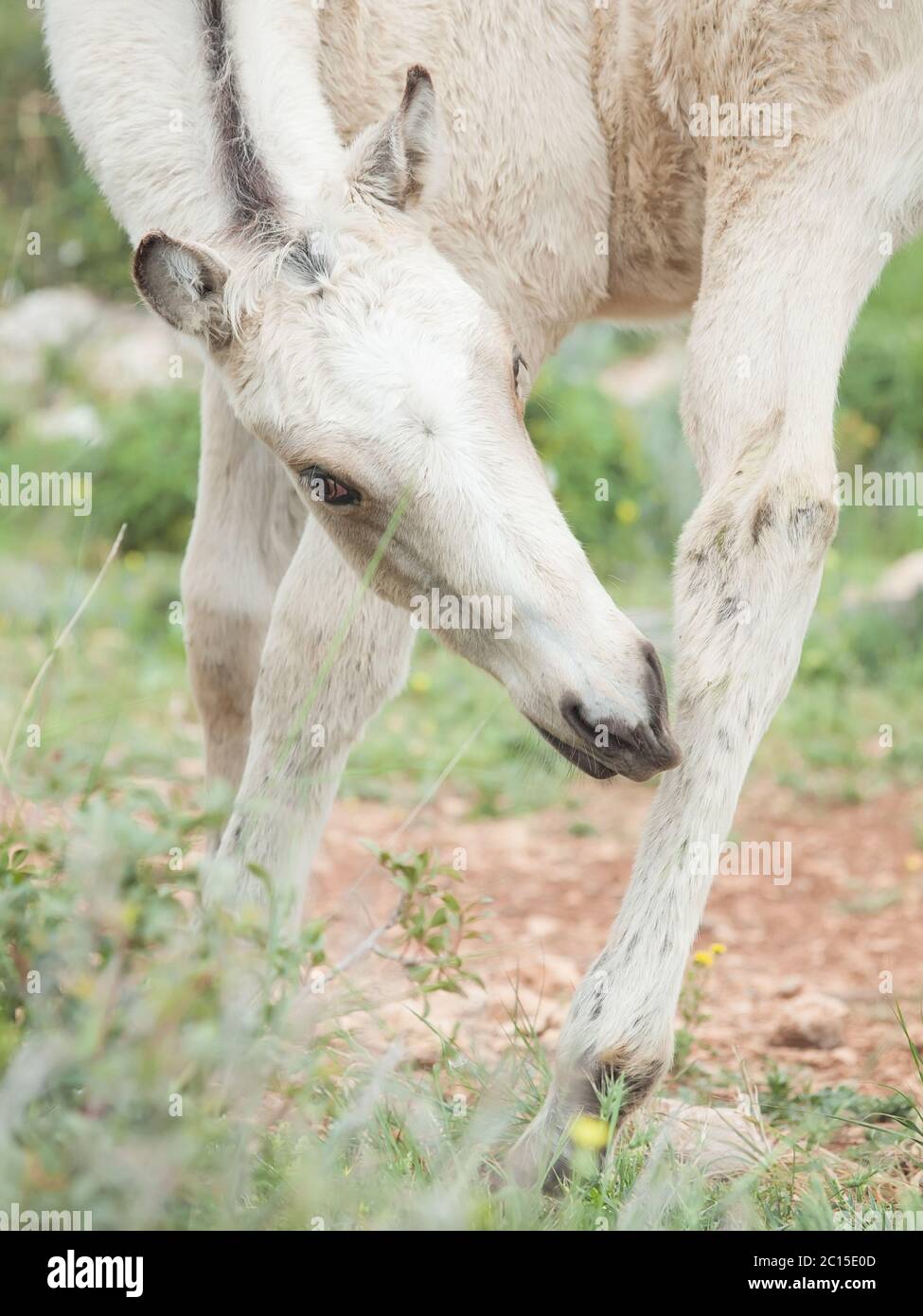 Colt grooming hi-res stock photography and images - Alamy