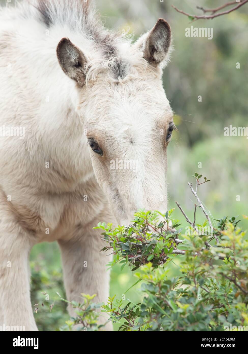 portait of cream foal at freedom Stock Photo - Alamy