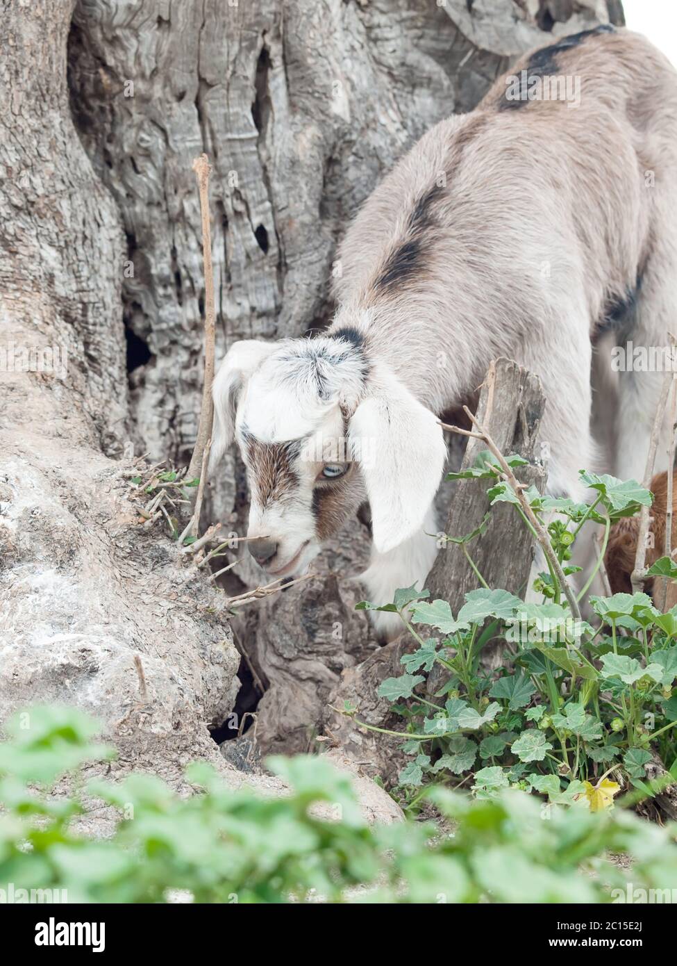 a little kid at tree background Stock Photo - Alamy