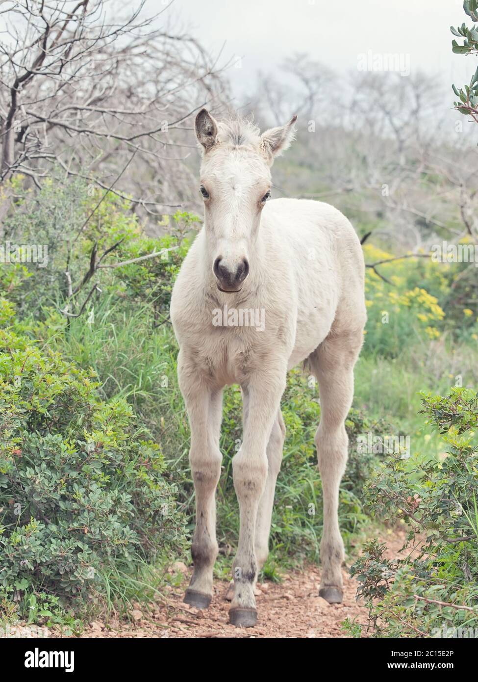 half-wild cream foal. Israel Stock Photo - Alamy