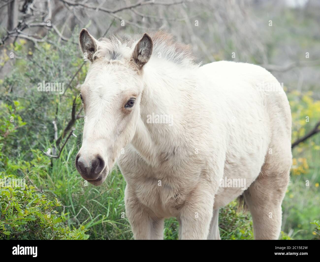 portrait of half-wild cream foal. Israel Stock Photo - Alamy