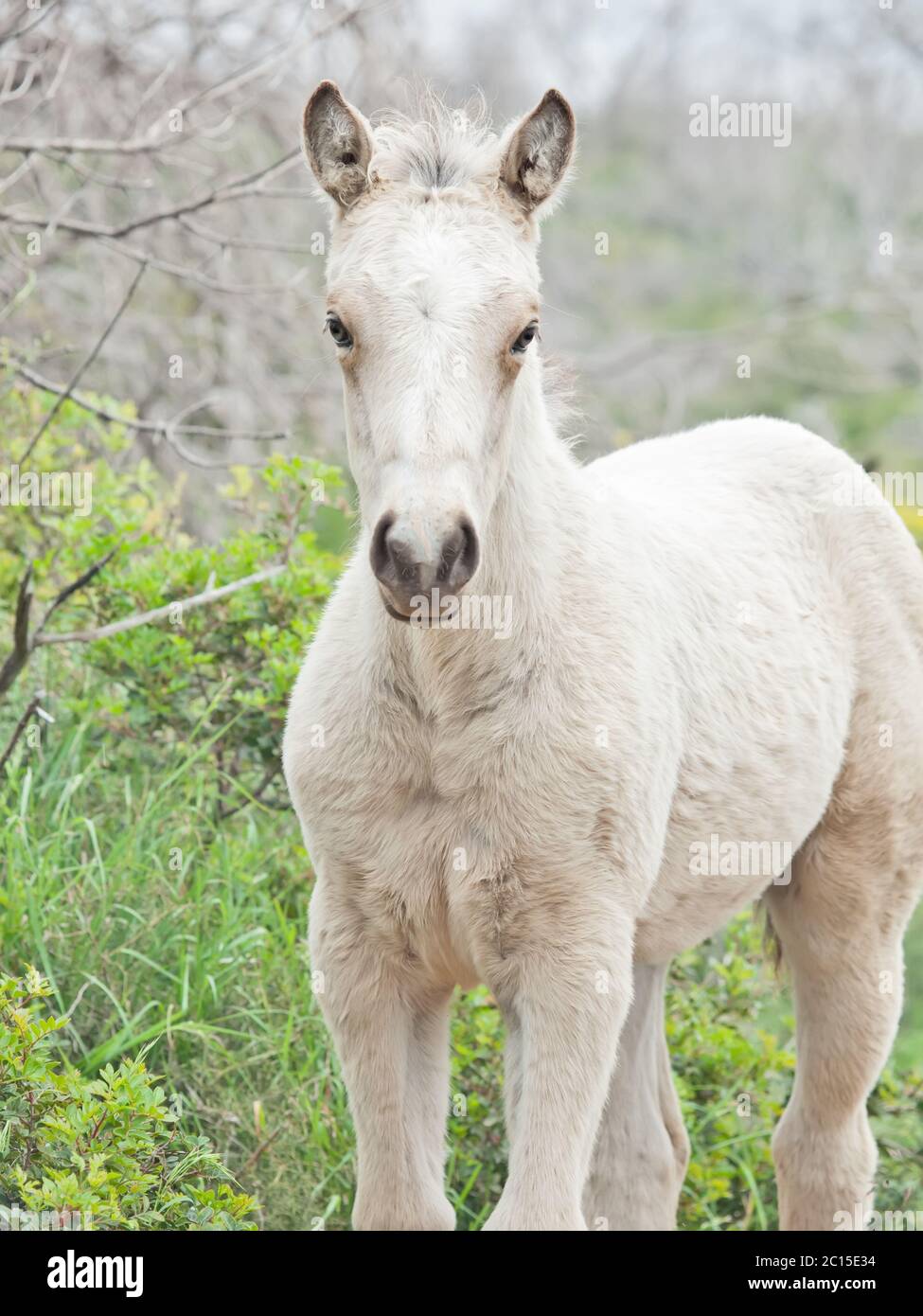 Equine cream hi-res stock photography and images - Alamy