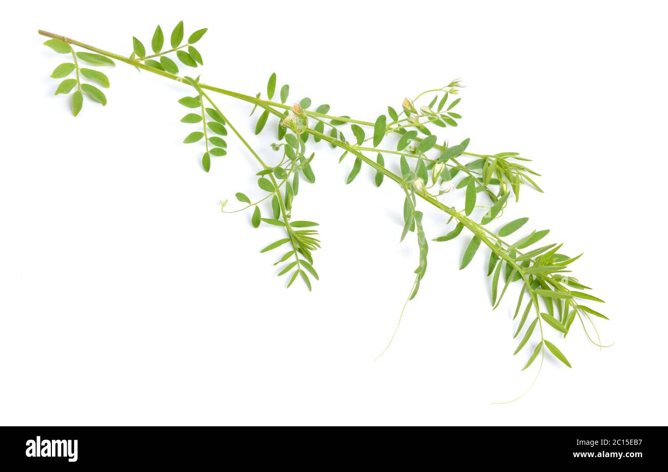 lentil plant or Lens culinaris or Lens esculenta. With flowers isolated ...