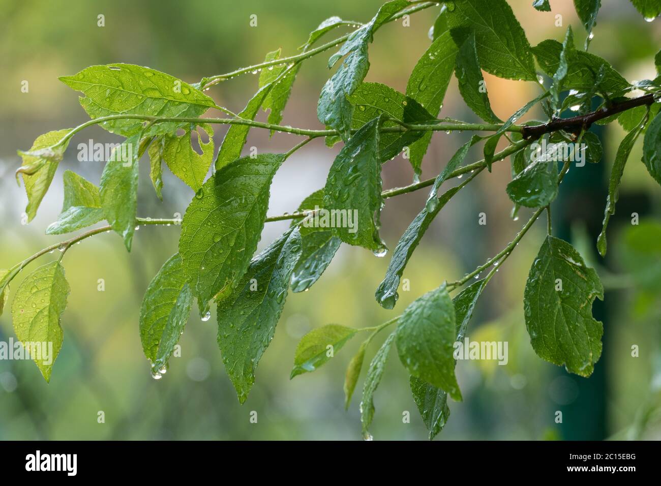 Beautiful plum rain season hi-res stock photography and images - Alamy