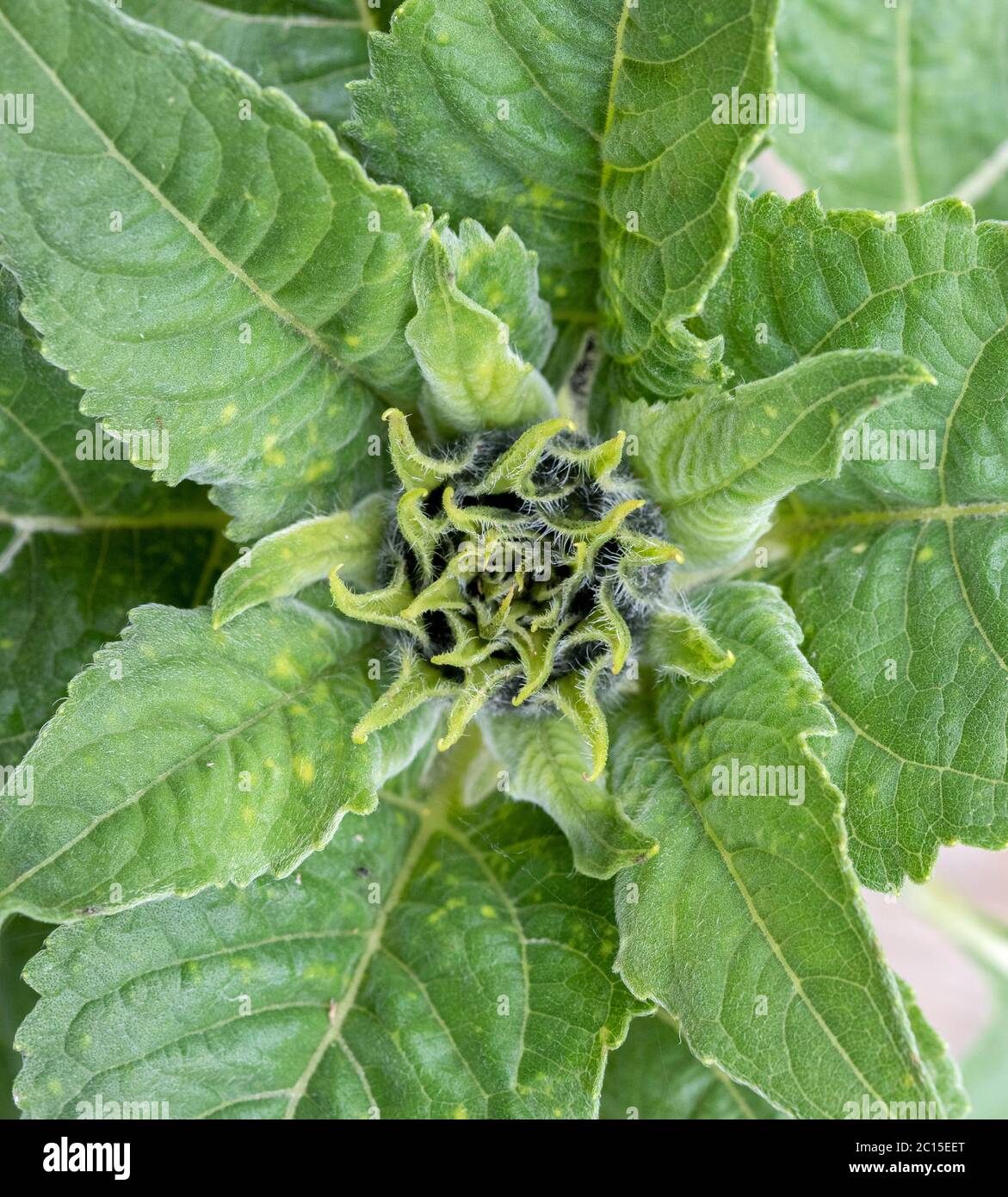 Opening Sunflower High Resolution Stock Photography and Images - Alamy