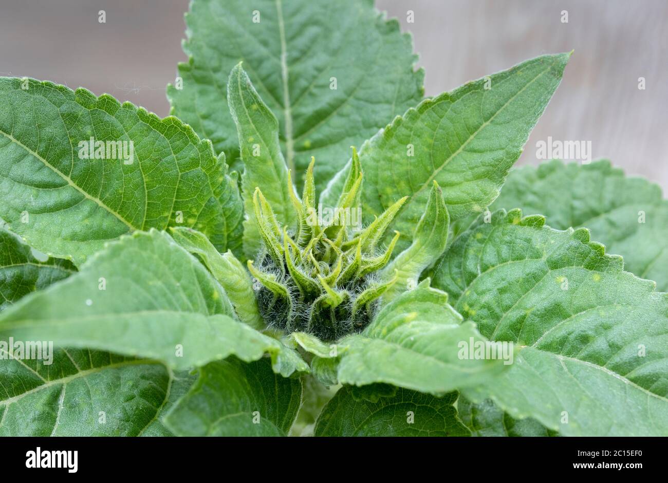 sunflower plant close up Stock Photo - Alamy
