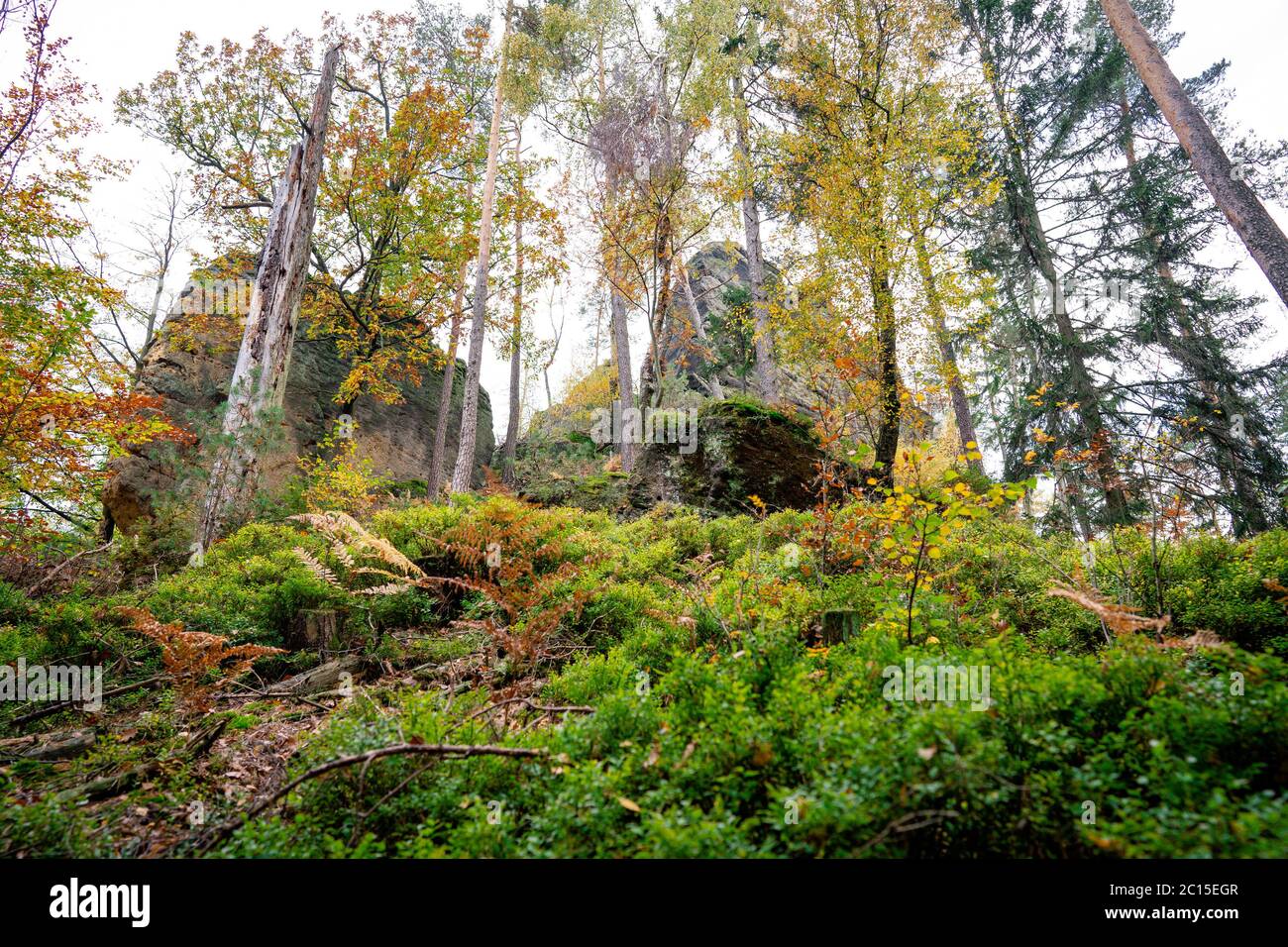 Autumn in the forest. Beautiful autumn forest, rocks covered with moss ...