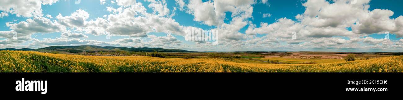 Panorama of yellow rapeseed valley. The mountains and the beautiful ...