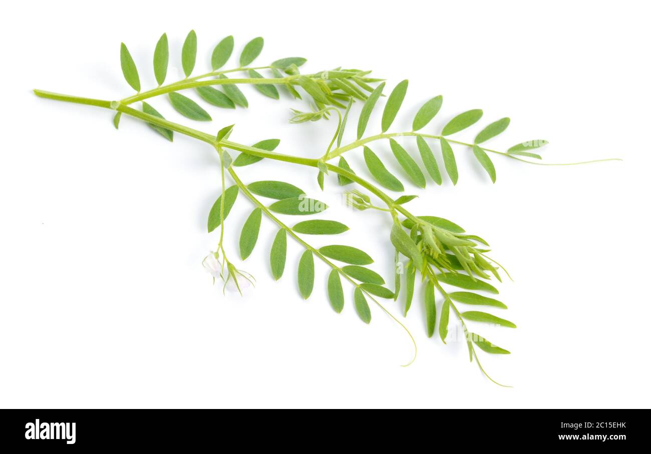 lentil plant or Lens culinaris or Lens esculenta. With flowers isolated ...