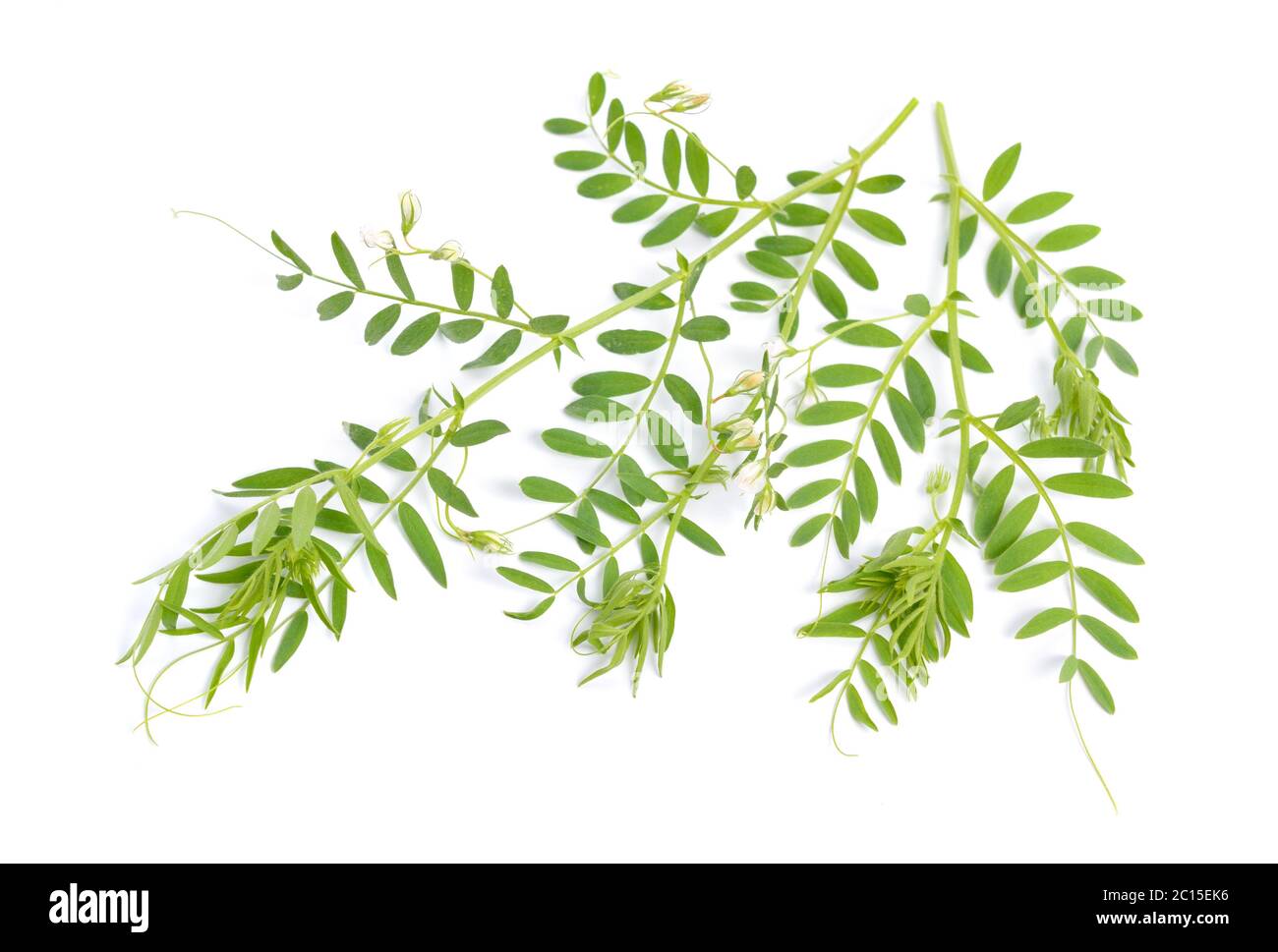Lens culinaris lentil hi-res stock photography and images - Alamy
