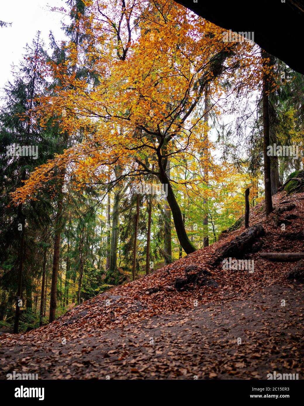 Autumn in the forest. Beautiful autumn forest, rocks covered with moss ...