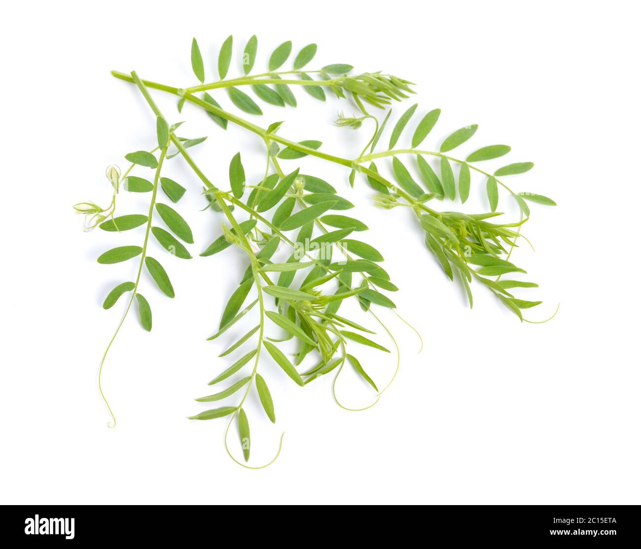 Lentil plant hi-res stock photography and images - Alamy