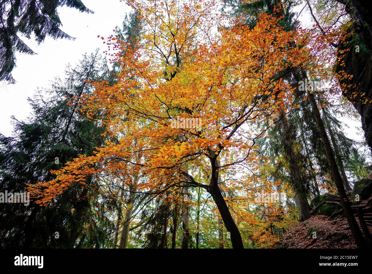 Autumn in the forest. Beautiful autumn forest, rocks covered with moss ...