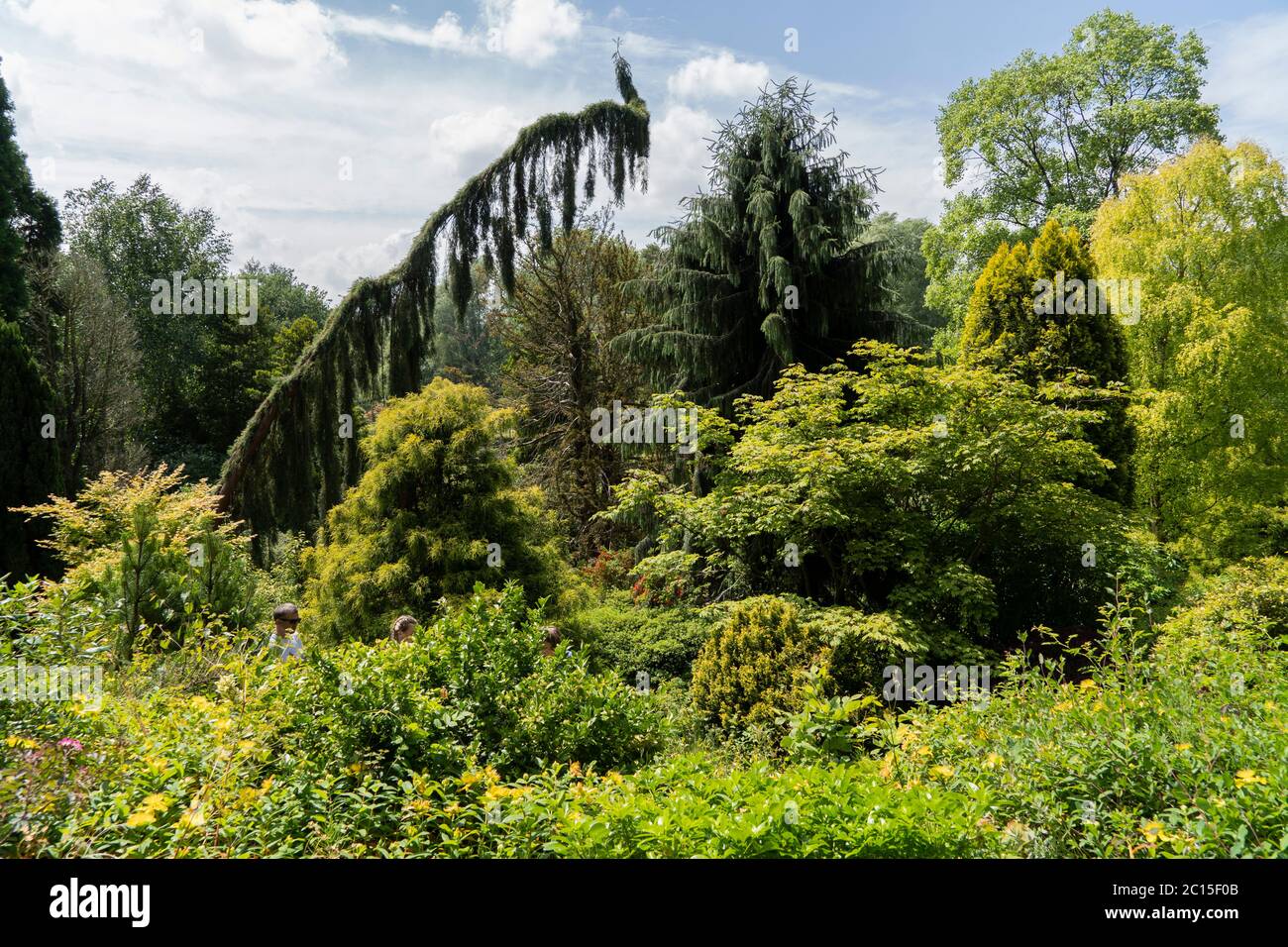 Fletcher Moss park and Botanical Garden, Manchester, UK. 13/06/20 Stock ...