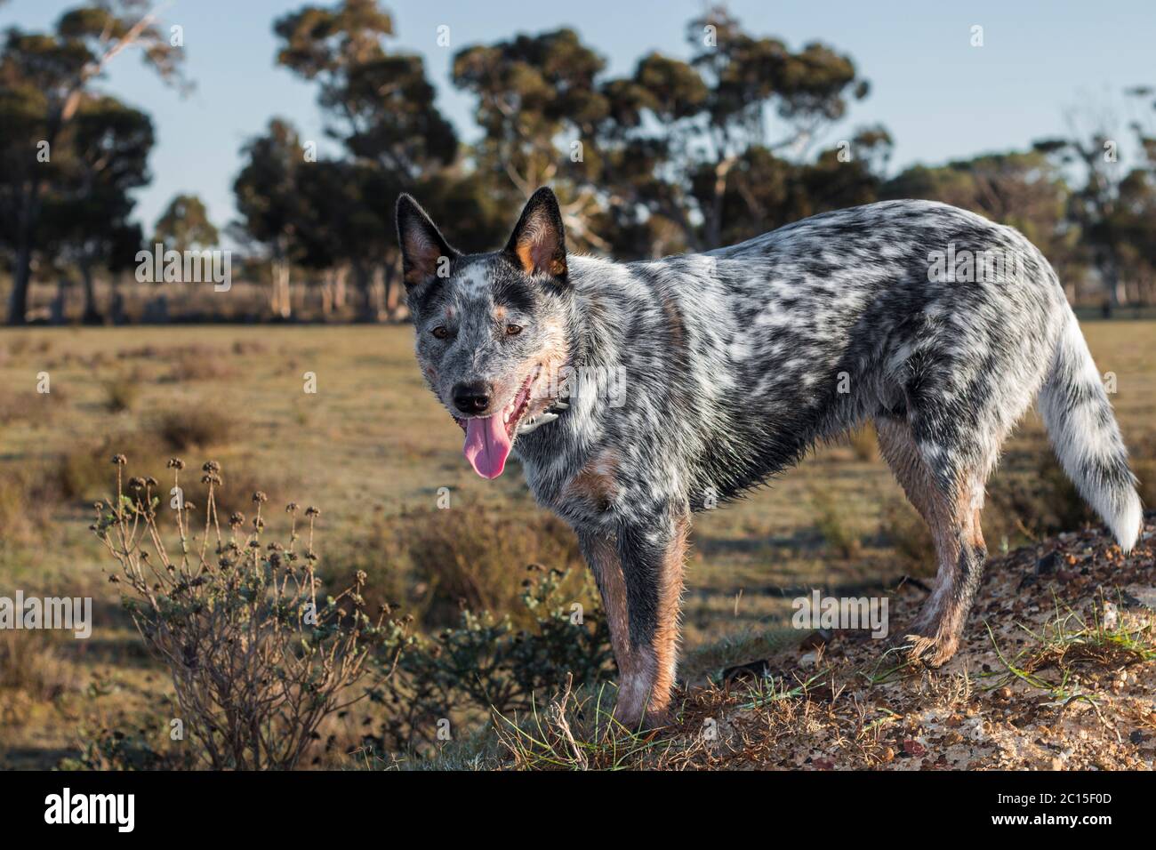 Australian Cattle Dog (Blue heeler) full length portrait outdoors ...